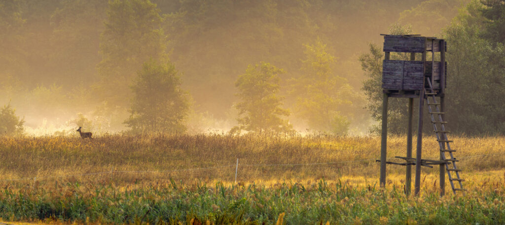 Hunting for Food in the Wild - Countryside
